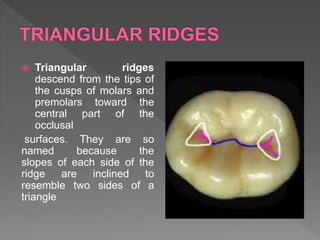 ANATOMICAL LANDMARKS.pptx