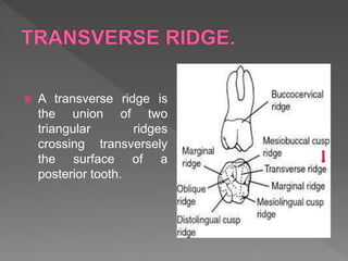 ANATOMICAL LANDMARKS.pptx