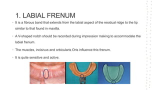 anatomical Landmarks in the mandible.pptx