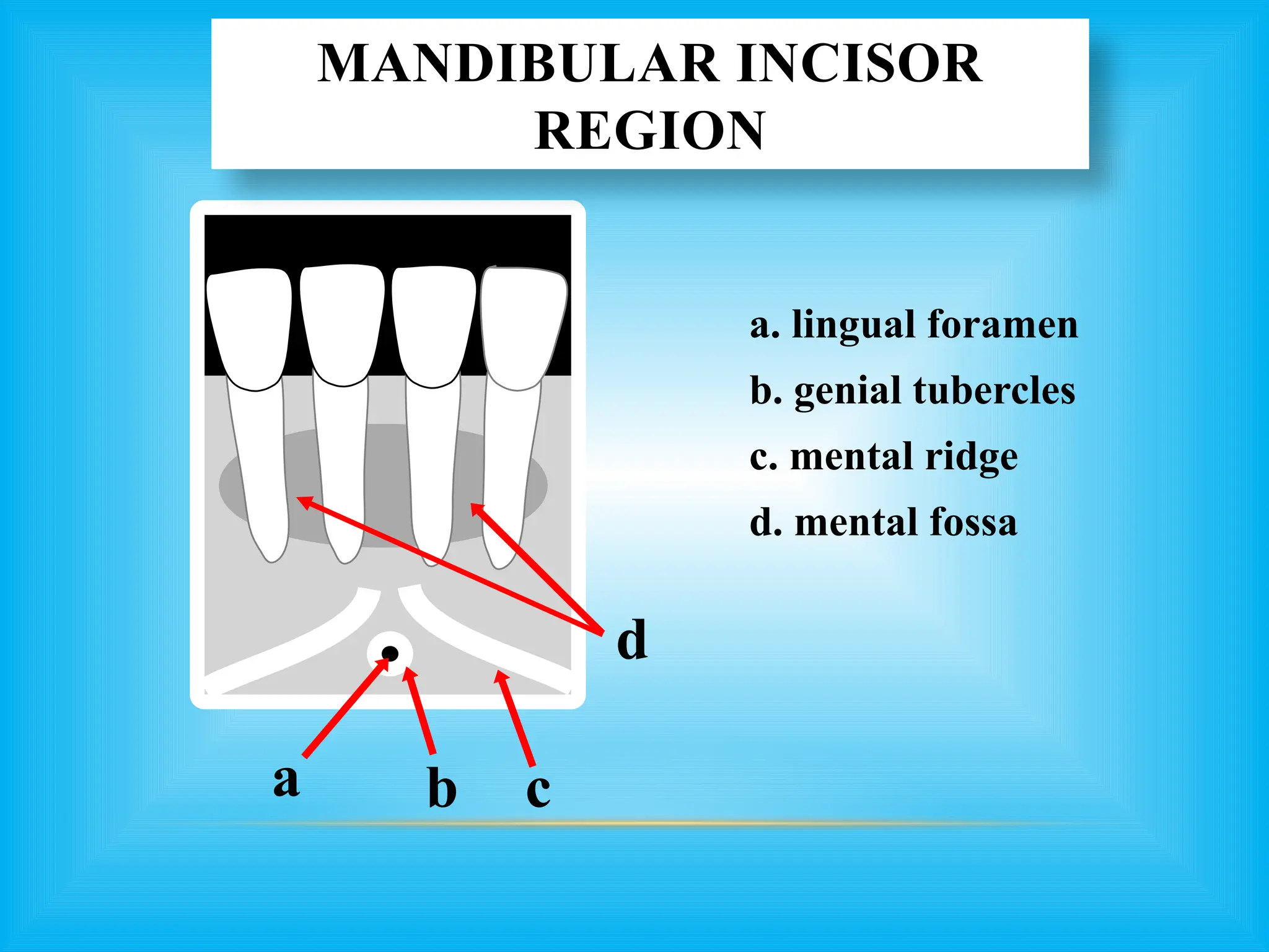 ANATOMICAL LANDMARKS anatomy and physiology.pptx