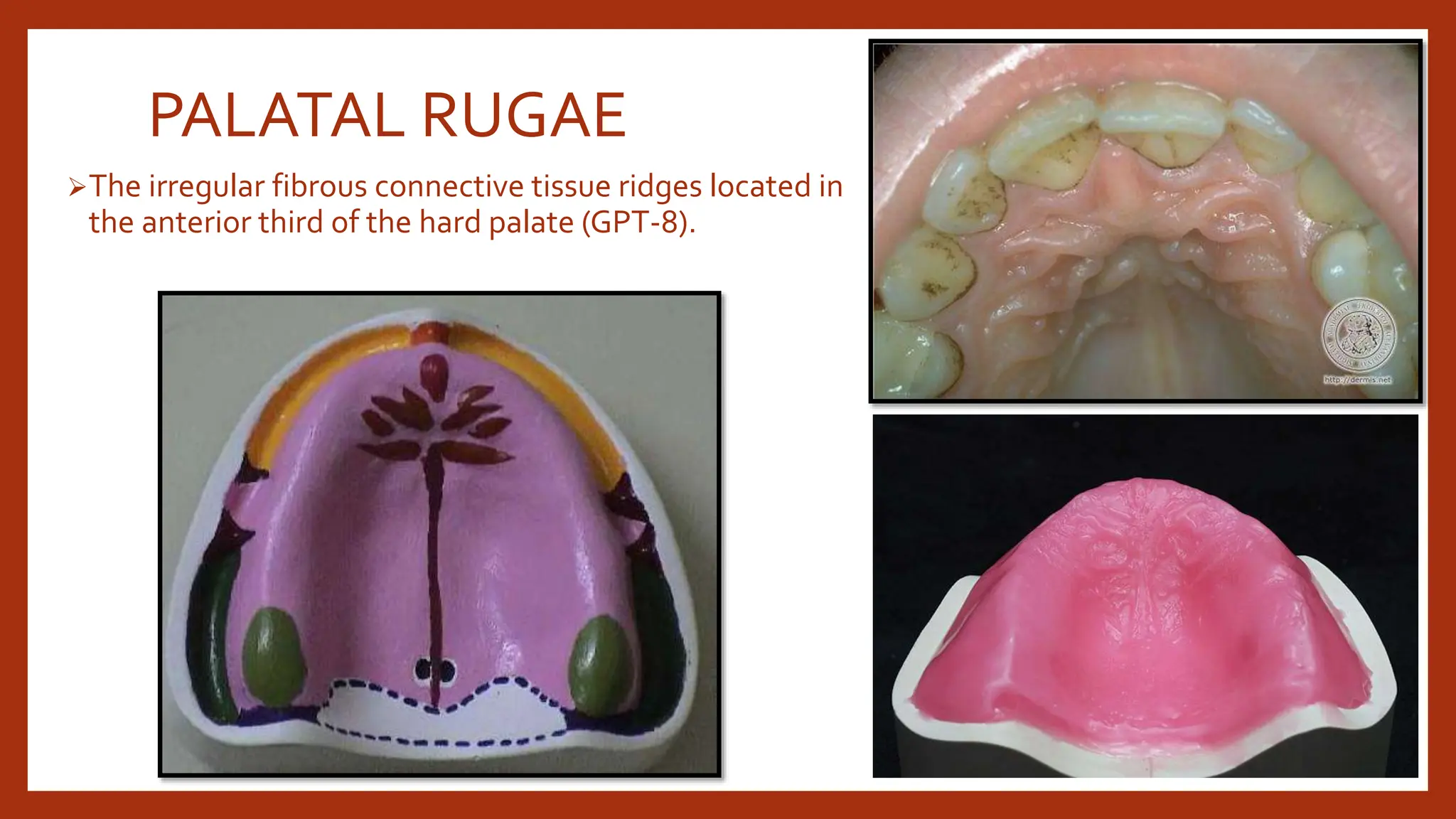 anatomical landmarks [Autosaved].pptx