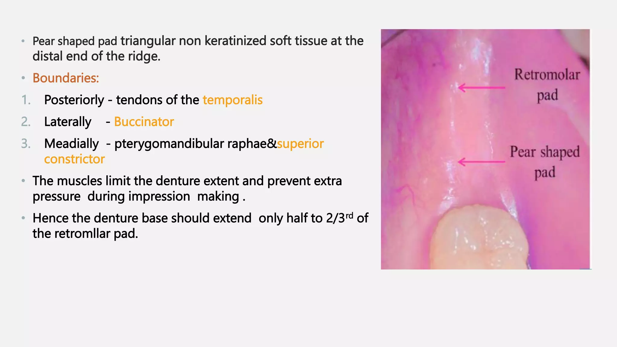 Anatomical landmarks in mandible | PPTX