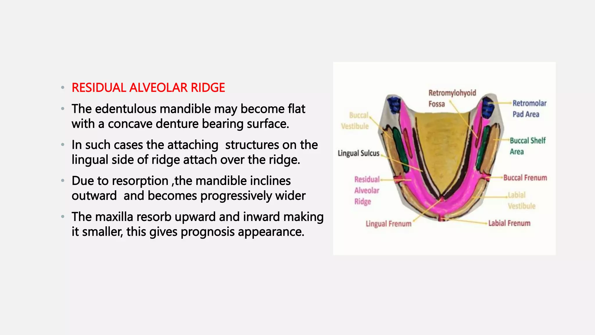 Anatomical landmarks in mandible | PPTX