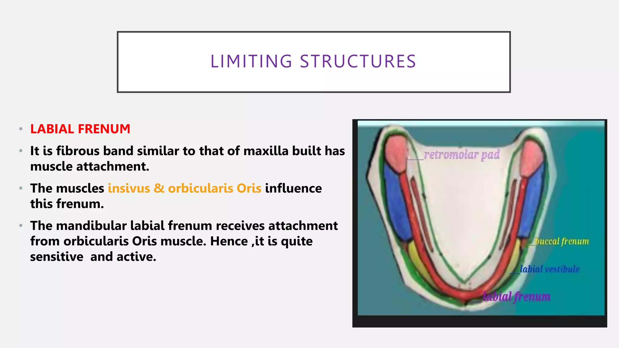 Anatomical landmarks in mandible | PPTX