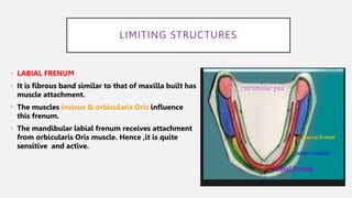 Anatomical landmarks in mandible | PPTX