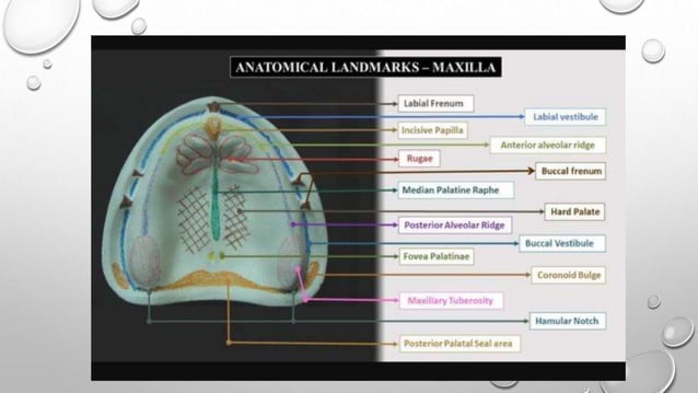 Anatomical landmarks in maxilla | PPT