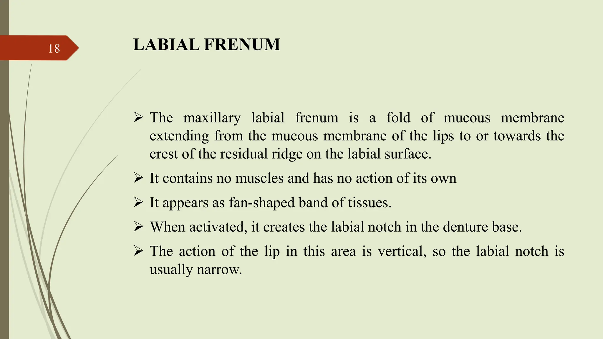 ANATOMICAL LANDMARKS IN MAXILLA and it's importance | PPTX
