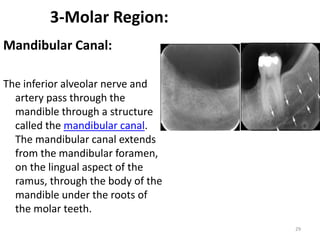 Mandibular Canal Radiograph