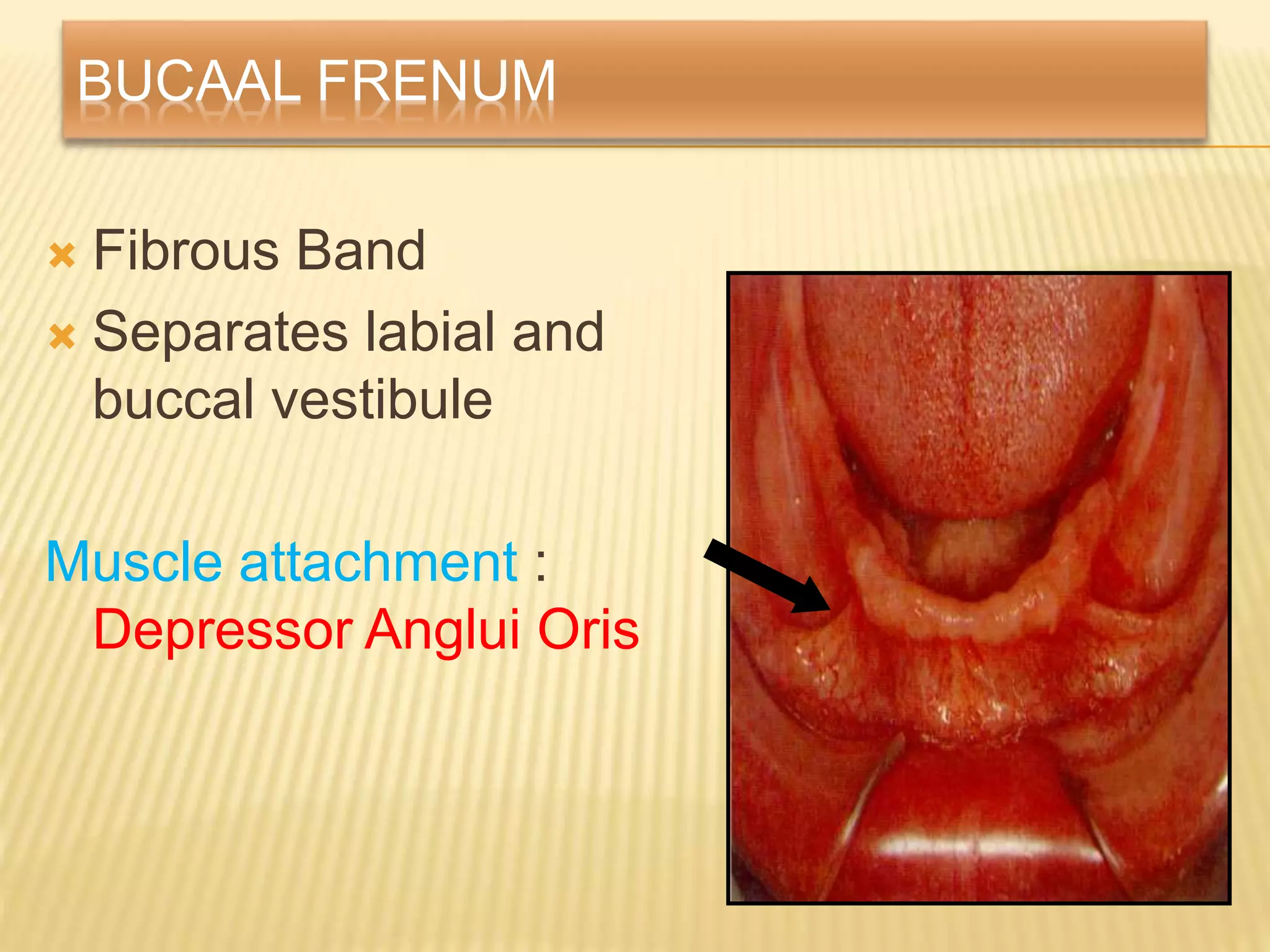 Anatomical Landmarks of Mandible | PPTX