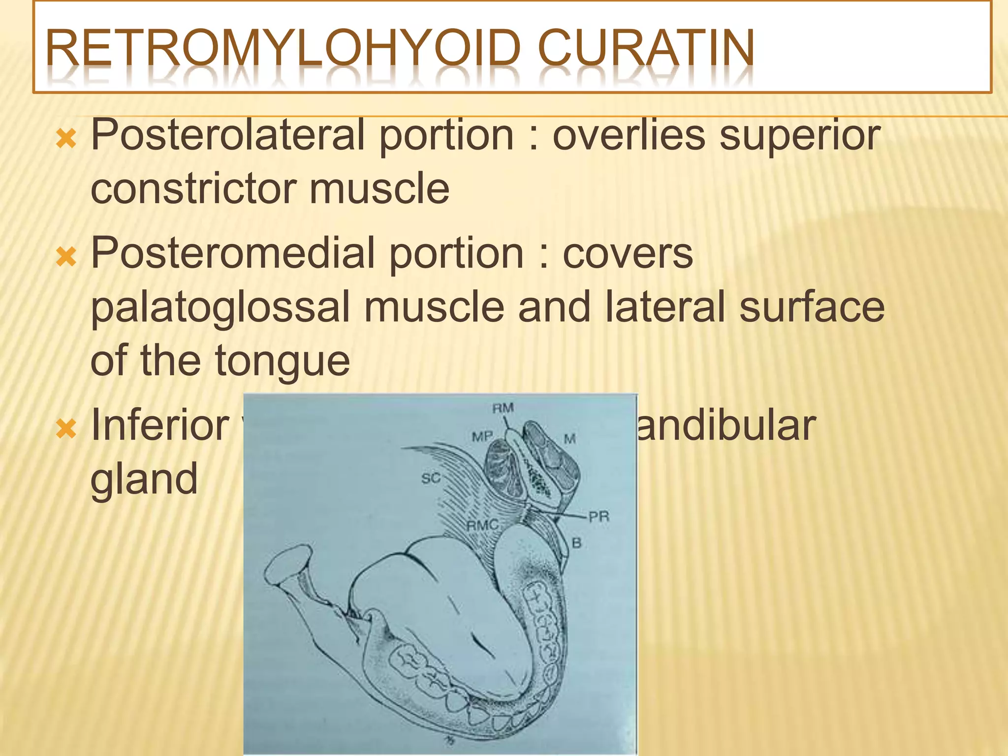 Anatomical Landmarks of Mandible | PPTX