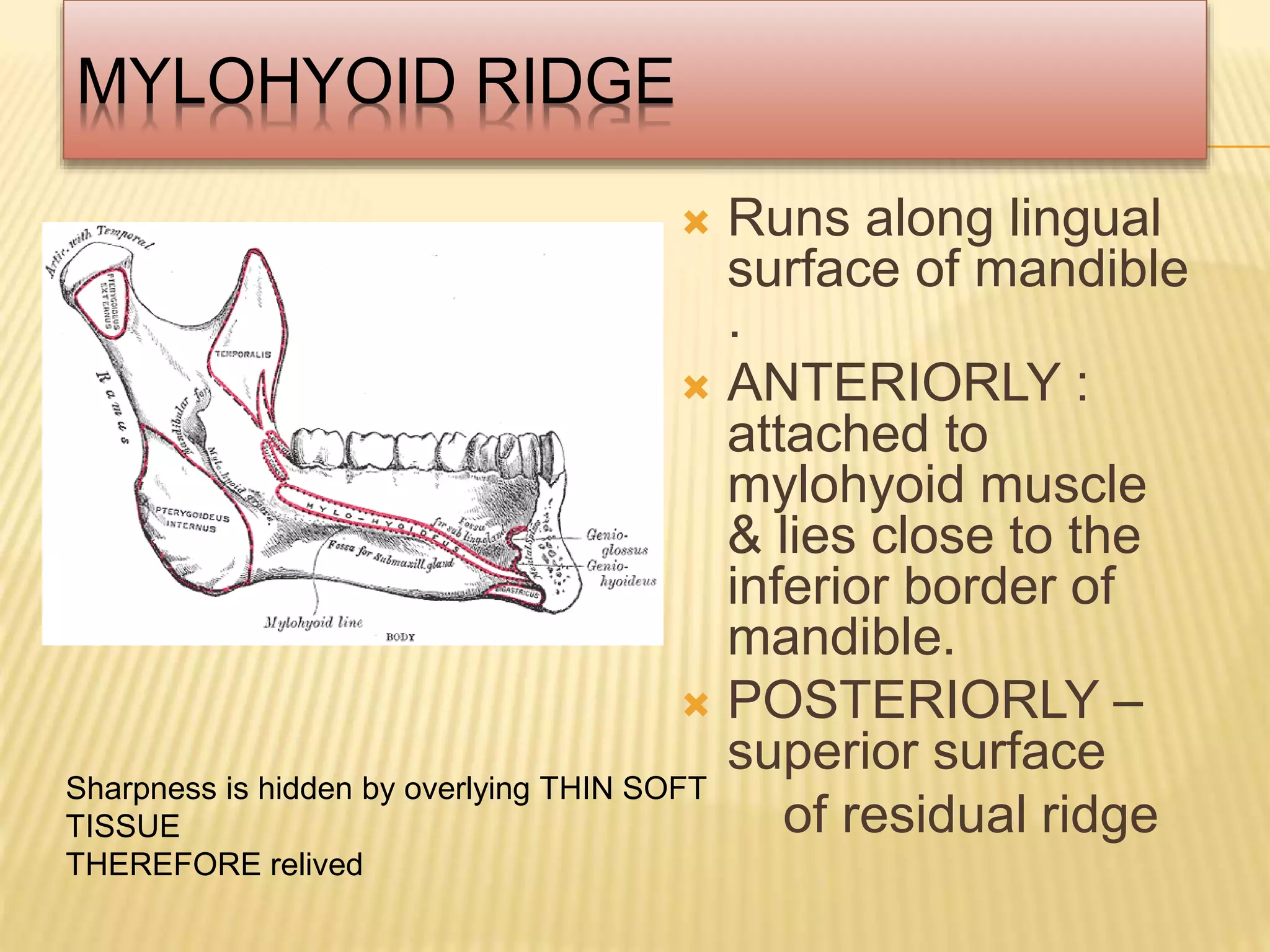 Anatomical Landmarks of Mandible | PPTX | Dental Health | Diseases and ...