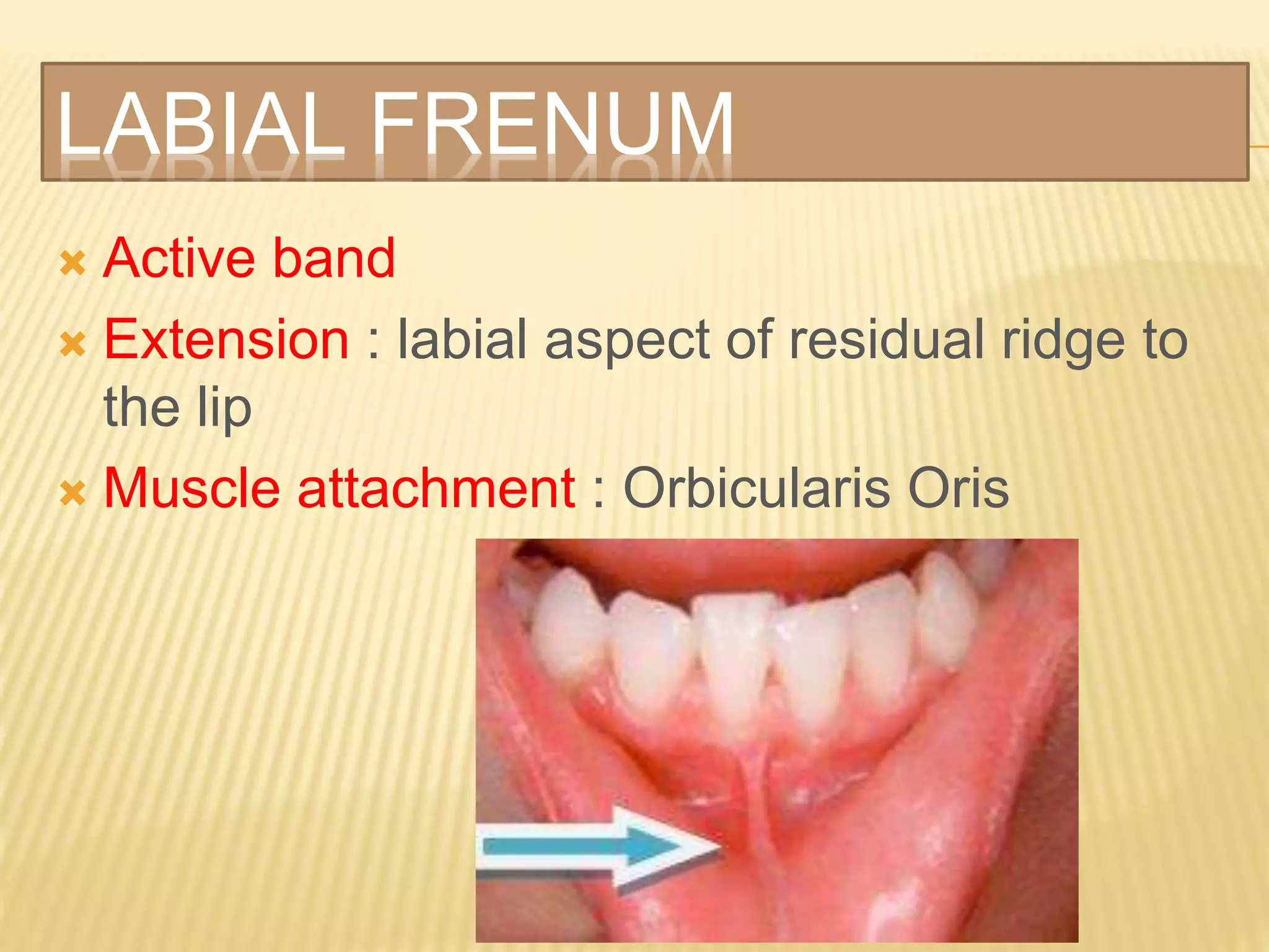 Anatomical Landmarks of Mandible | PPTX