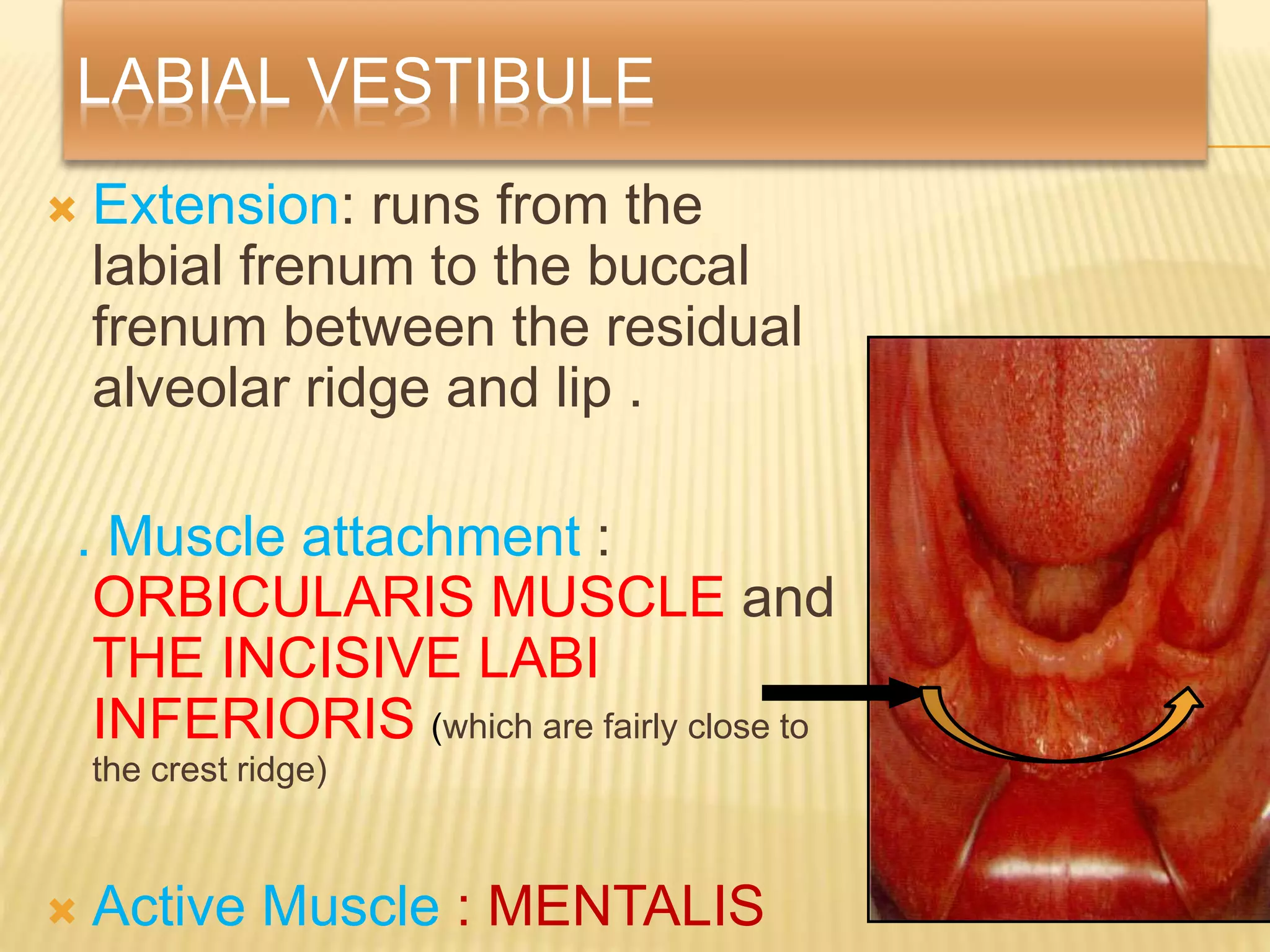 Anatomical Landmarks of Mandible | PPTX
