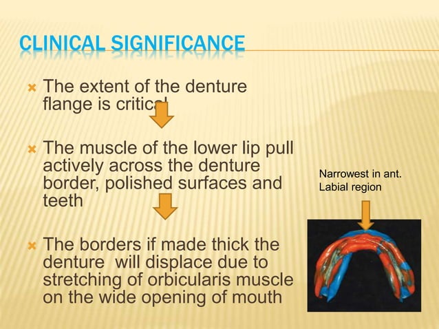Anatomical Landmarks of Mandible | PPTX | Dental Health | Diseases and ...