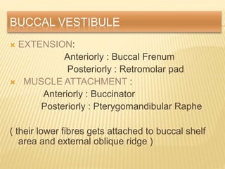 Anatomical Landmarks of Mandible | PPTX