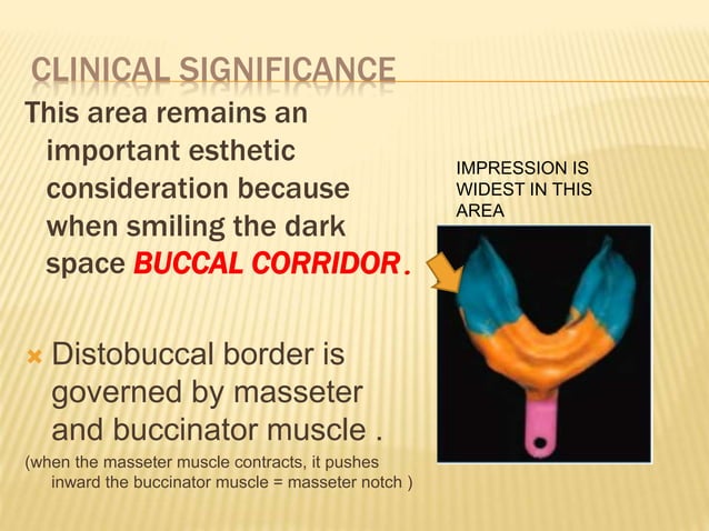 Anatomical Landmarks of Mandible | PPTX | Dental Health | Diseases and ...