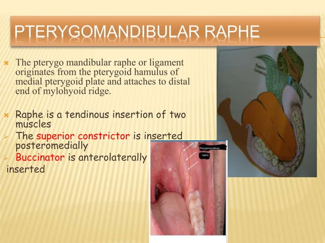 Anatomical Landmarks of Mandible | PPTX | Dental Health | Diseases and ...