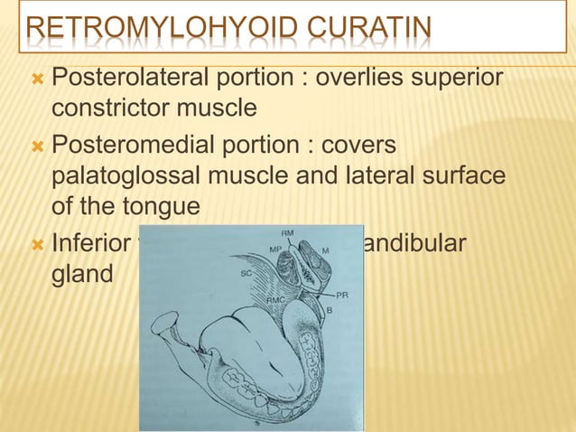 Anatomical Landmarks of Mandible | PPTX | Dental Health | Diseases and ...