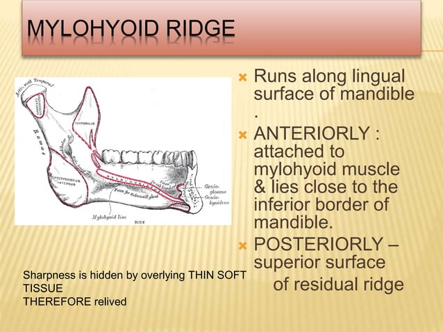 Anatomical Landmarks of Mandible | PPTX | Dental Health | Diseases and ...