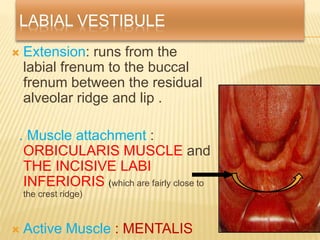 Anatomical Landmarks of Mandible | PPTX