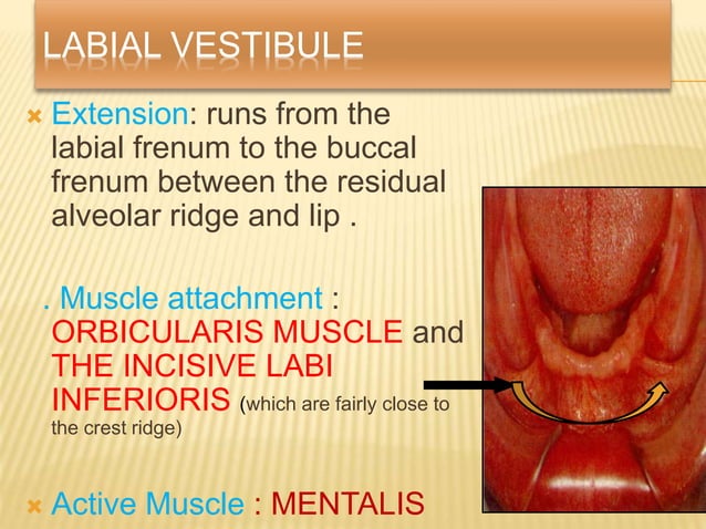 Anatomical Landmarks of Mandible | PPTX | Dental Health | Diseases and ...