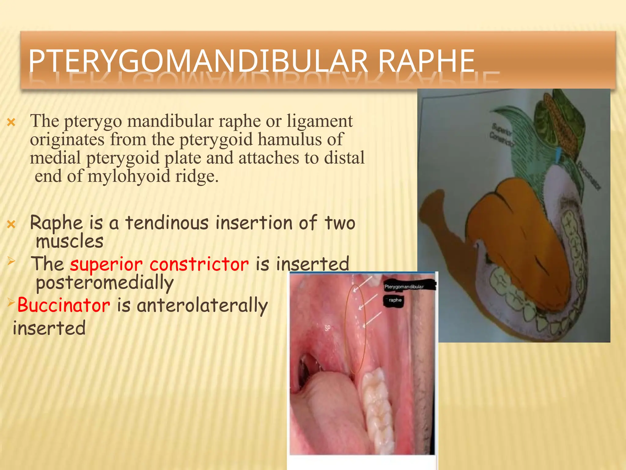 anatomicallandmarksmandible complete edentulous mouth | PPTX