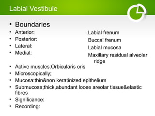 Anatomical landmarks maxilla | PPT