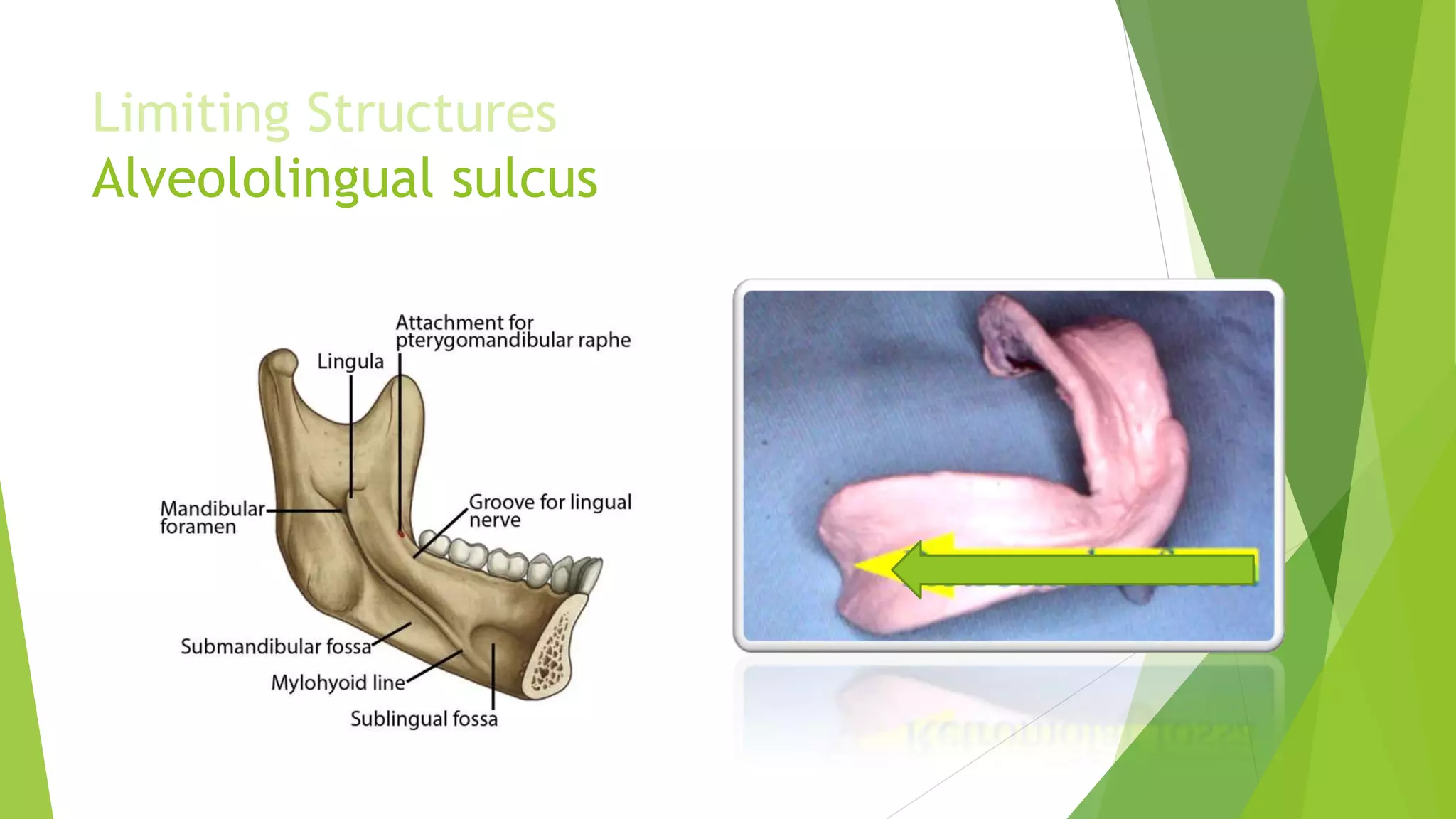 Anatomical landmarks for edentulous patients and facial landmarks | PPTX