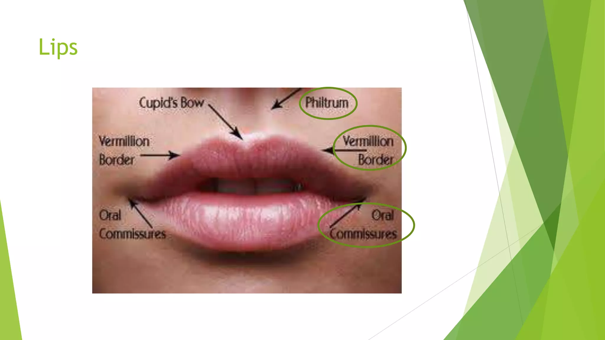 Anatomical landmarks for edentulous patients and facial landmarks | PPTX