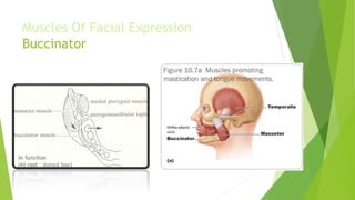 Anatomical landmarks for edentulous patients and facial landmarks | PPTX