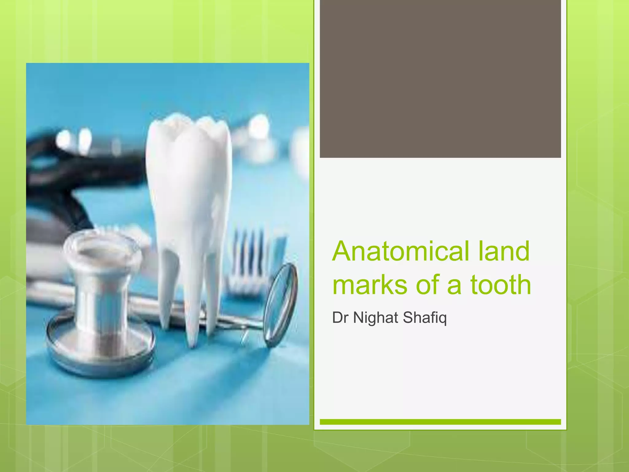 Anatomical land marks of a tooth | PPTX