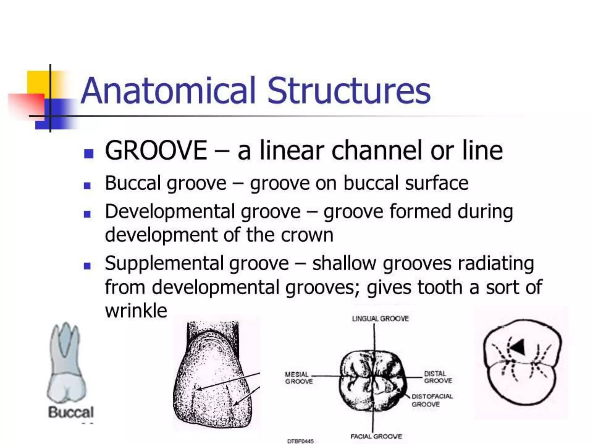 Anatomical land marks of a tooth | PPTX