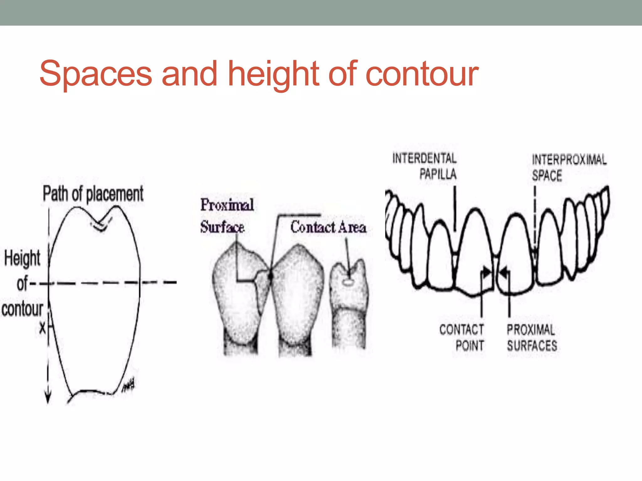 Anatomical land marks of a tooth | PPTX