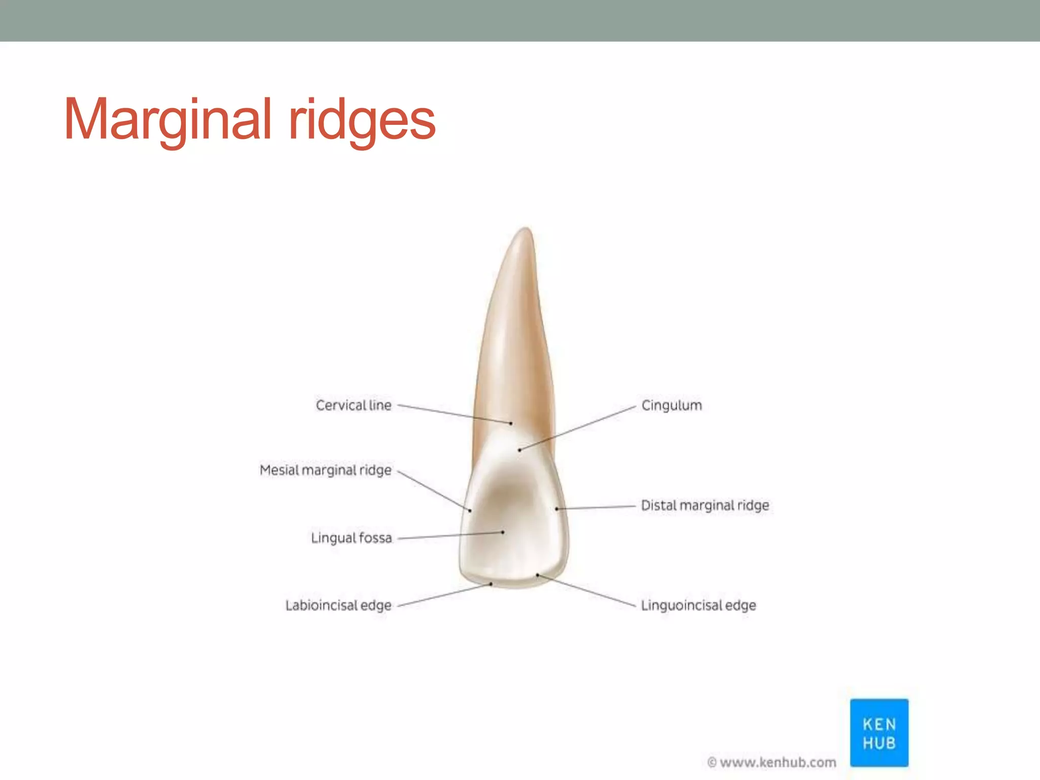 Anatomical land marks of a tooth | PPTX