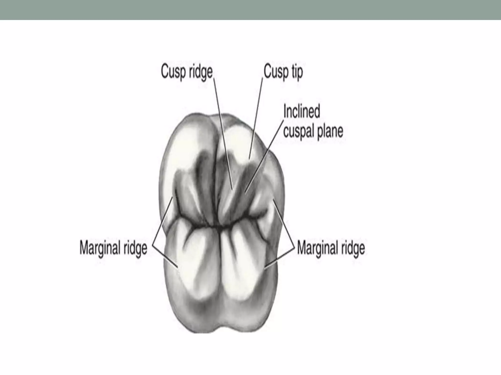 Anatomical land marks of a tooth | PPTX