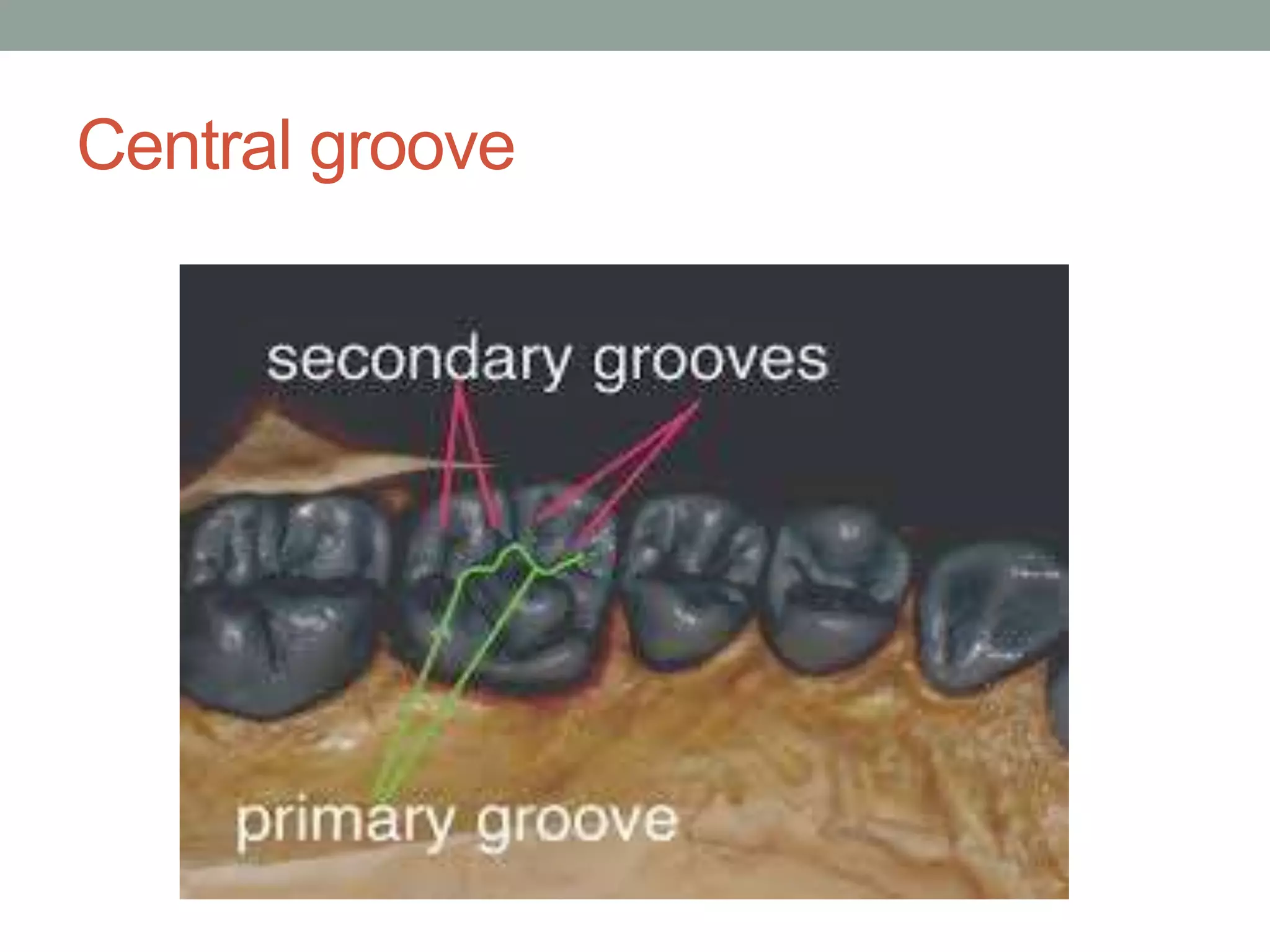 Anatomical land marks of a tooth | PPTX