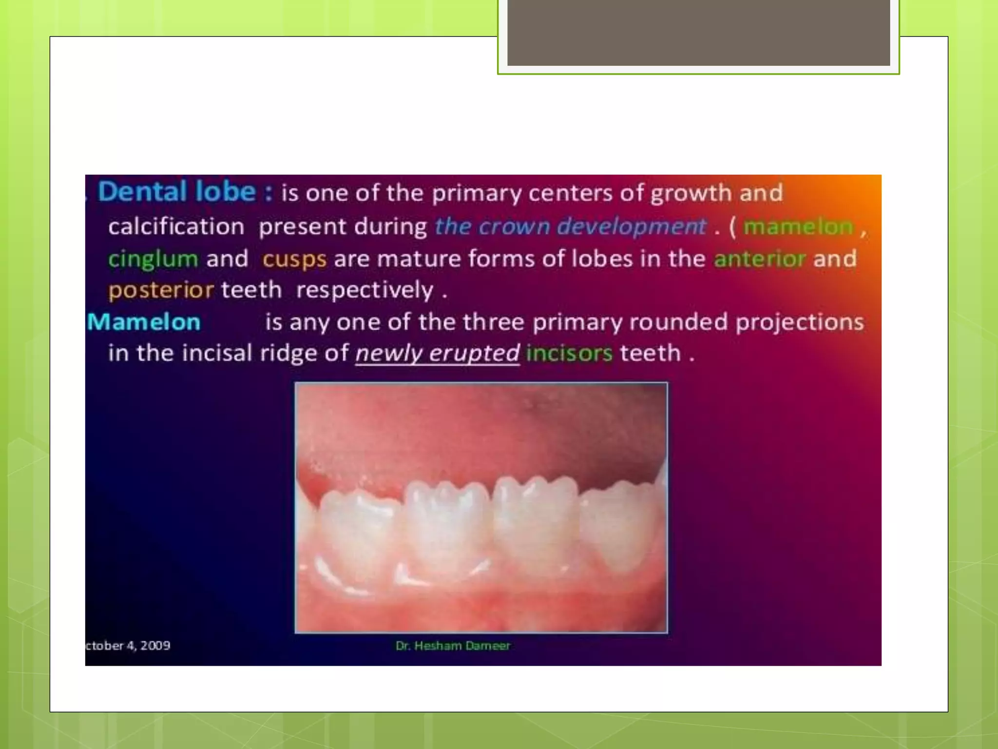 Anatomical land marks of a tooth | PPTX