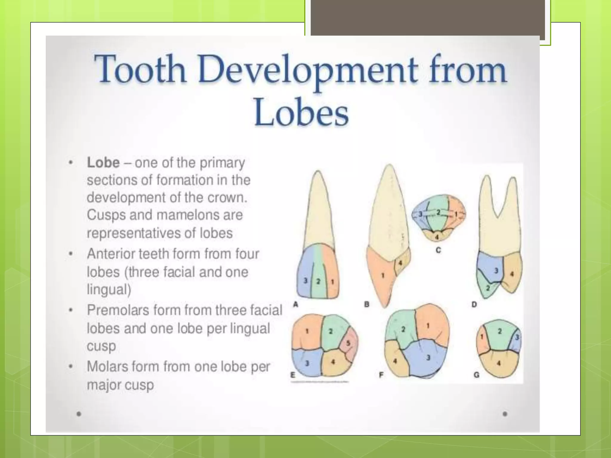 Anatomical land marks of a tooth | PPTX