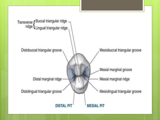 Anatomical land marks of a tooth | PPTX