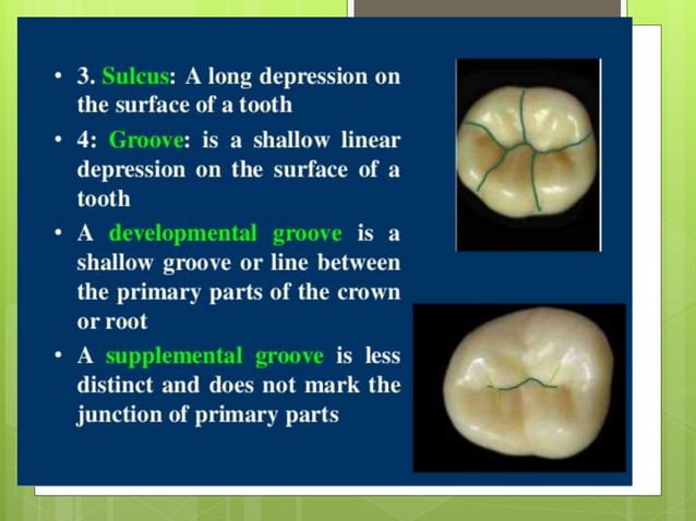 Anatomical land marks of a tooth | PPTX | Dental Health | Diseases and ...