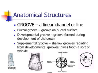 Anatomical land marks of a tooth | PPTX