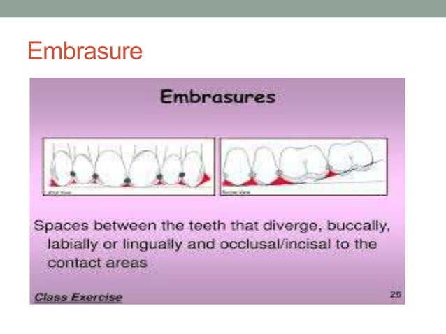 Anatomical land marks of a tooth | PPTX | Dental Health | Diseases and ...