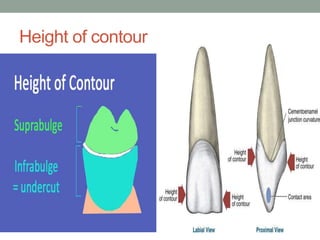 Anatomical land marks of a tooth | PPTX