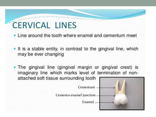 Anatomical land marks of a tooth | PPTX