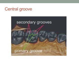 Anatomical land marks of a tooth | PPTX