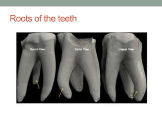 Anatomical land marks of a tooth | PPTX