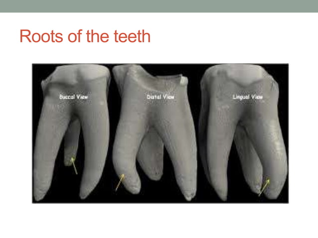 Anatomical land marks of a tooth | PPTX | Dental Health | Diseases and ...