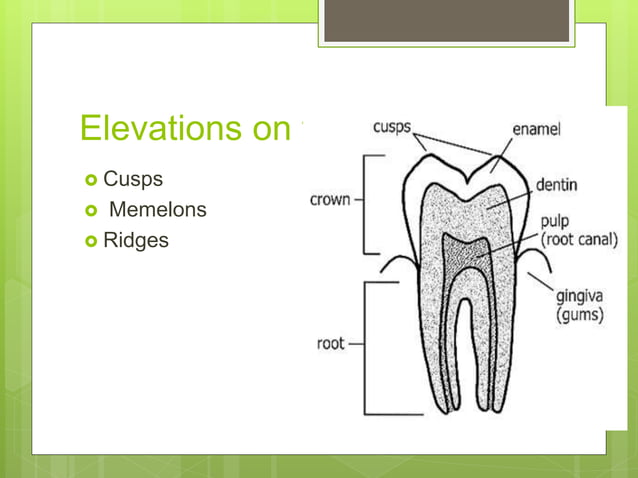 Anatomical land marks of a tooth | PPTX | Dental Health | Diseases and ...