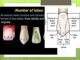 Anatomical land marks of a tooth | PPTX