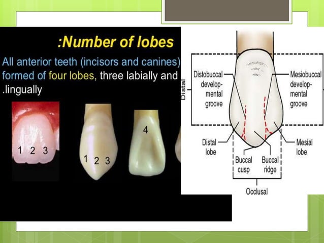 Anatomical land marks of a tooth | PPTX | Dental Health | Diseases and ...